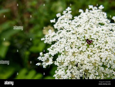Close Up Of The White Flowers Of Queen Annes Lace Daucus Carota Also
