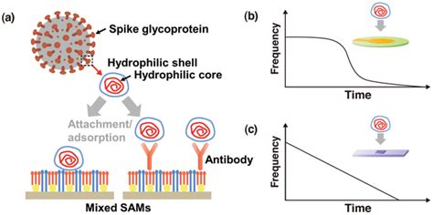 A Schematic Of Biointerfacial Interactions Spike Glycoprotein With