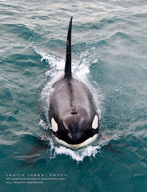 Orca Eye