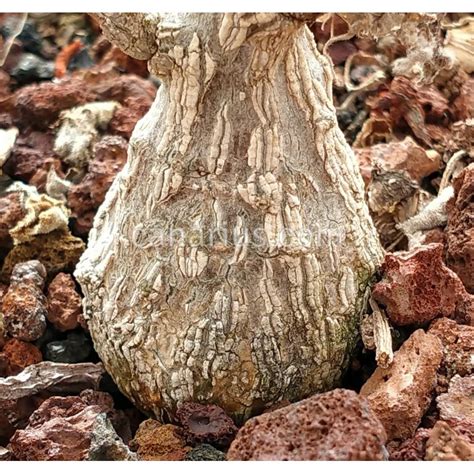 Buy Corallocarpus Welwitschii With Canarius