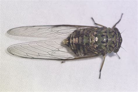 Guyalna Variegata · Inaturalist United Kingdom