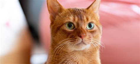 Rectal Polyps In Cats Are They Cancerous Vetmed