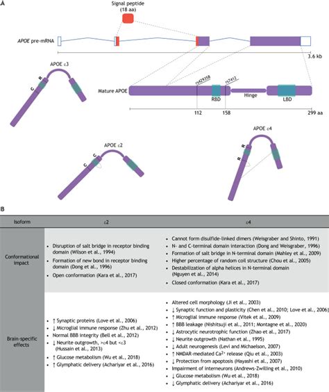 Sex Dependent Effect Of Apoe On Alzheimers Disease And Other Age