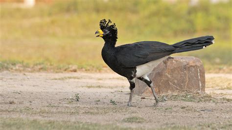 Bare Faced Curassow Crax Fasciolata Male Pousada Do Rio Flickr