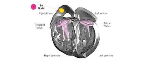 Normal Heart Function One Heart Cardiology