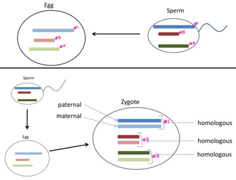 Genetics Exam 2 Flashcards Quizlet