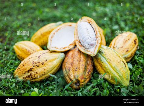 Pile Of Cocoa Fruits Pods Lay On Grass Background On Sunny Day Fresh Pile Of Cocoa Fruits Pods Lay On Grass Background On Sunny Day Fresh