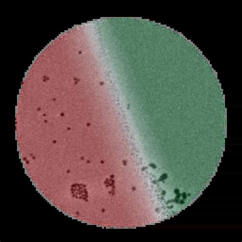 Flow Cells For Liquid Phase Transmission Electron Microscopy And Methods Cic Nanogune