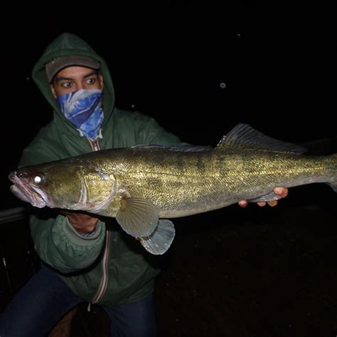 Le Sandre Tout Savoir Sur Ce Poisson Fantôme Rodmaps