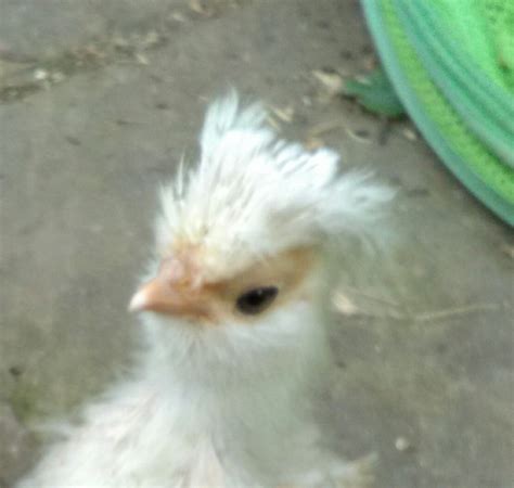 Help Sexing Polish Chicks Backyard Chickens Learn How To Raise Chickens