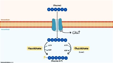 Differences Between Glucokinase And Hexokinase