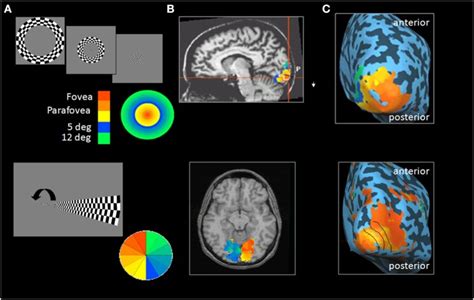 Retinotopic Mapping In Early Visual Areas A Top The Expanding Ring Download Scientific