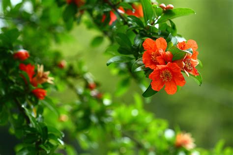 Have Flowers Fruits At Geraldine Edmondson Blog