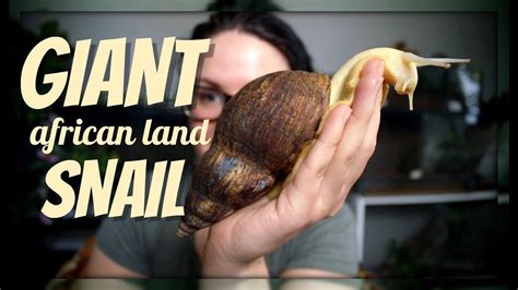 Giant African Land Snail Giant African Snail
