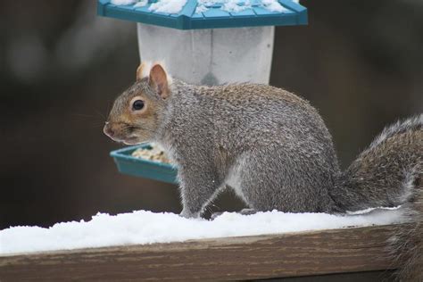 Keeping An Eye On You Photograph By Linda Conniff Fine Art America