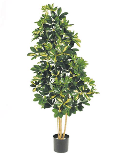 Schefflera Var Kvety Victor