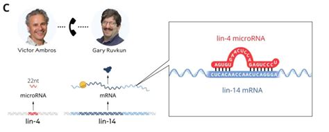 诺奖爆冷背后，“救命药”开发转向？ 基因 Rna 新浪科技 新浪网