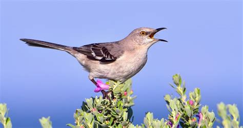 How Long Do Northern Mockingbirds Stay In The Nest