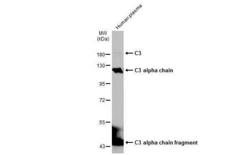 Invitrogen Complement C3 Polyclonal Antibody 100 μl Buy Online