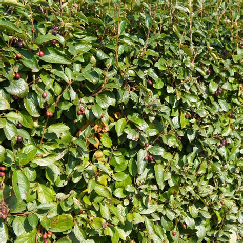 Cotoneaster Lucidus ~ 75cm Sklep Z Roślinami Cocaflora