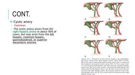Gall Bladder Anatomy Pptx
