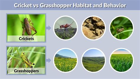 Cricket Vs Grasshopper Identification And Facts