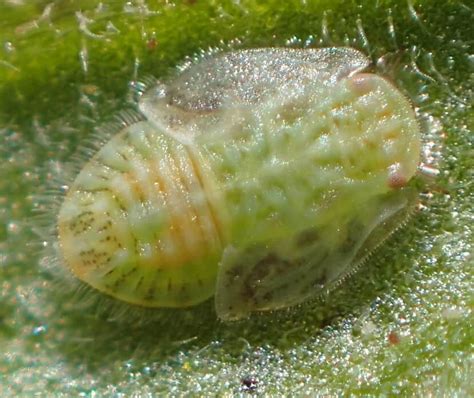 Bactericera Cockerelli Aardappelbladvlo Herkennen Publicatie Nvwa