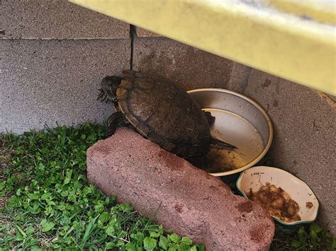 Help Identify This Turtle R Turtle