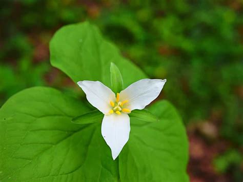 How To Grow Trillium Flowers A Step By Step Guide For Planting To Care