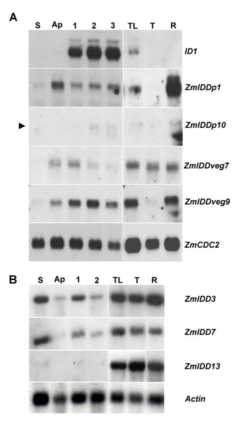 Northern Blot Showing Expression Of 7 Maize Idd Genes Compared To Id1