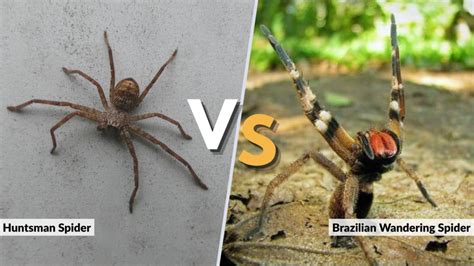 Huntsman Spider Vs Other Species The Ultimate Comparison Guide