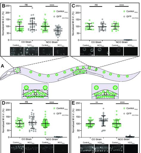 Lineage Specific Differences In Rnai Susceptibility A Cartoon