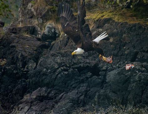 Adult Bald Eagle Flies Away With A Fish Carcass It Has Taken From The