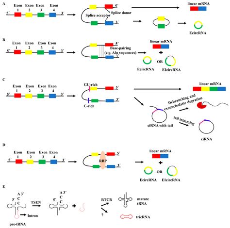 The Proposed Models For Circular Rna Circrna Biosynthesis A Download Scientific Diagram