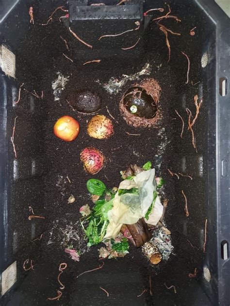 Took Some Pics Of My Feeding Worm Acado Rvermicompost