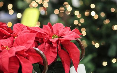 10 ценни съвета как да направим дома си по уютен с коледна звезда