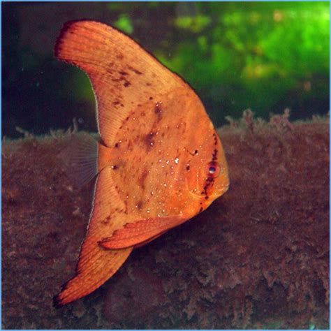 Orbicular Batfish Or Circular Batfish Petes Aquariums And Fish