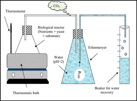 Ethanol Fermentation Process