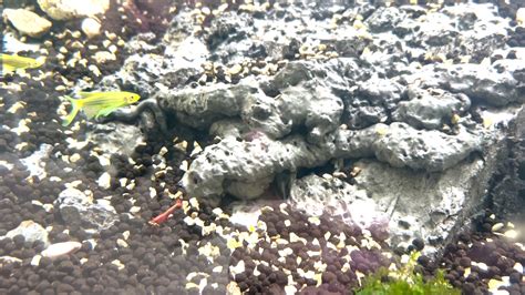 Lab Turtle Object Detection Model By Wei