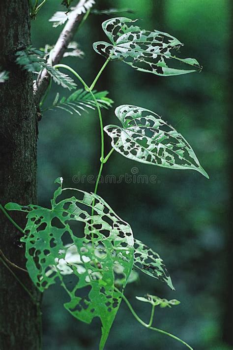 A Leaf That Has Been Bitten By An Insect Stock Image Image Of Forest Insect 249632243