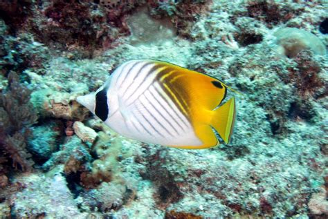 Threadfin Butterflyfish Facts And Photographs Seaunseen