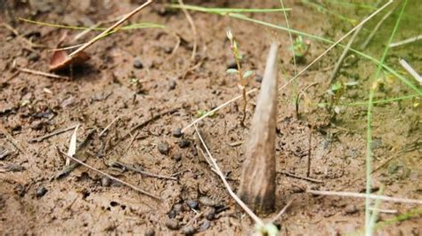 Unknown Tribe Discovered In Brazil Photos Protothema English