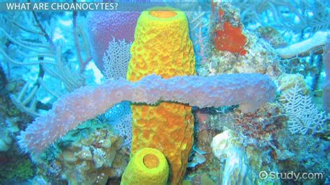 Choanocytes Definition Functions And Structure Video