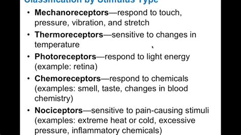 Chapter 131 Sensory Receptors Bio201 Youtube