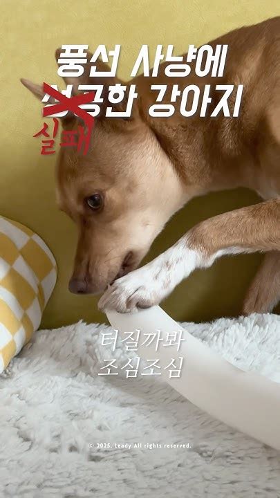 풍선 사냥하는 강아지 강아지 애견영상 믹스견 애개육아 귀여운강아지 유기견입양 Youtube