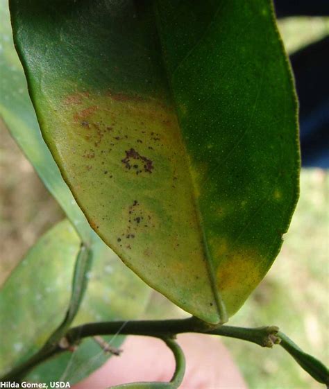 Gallery Citrus Diseases