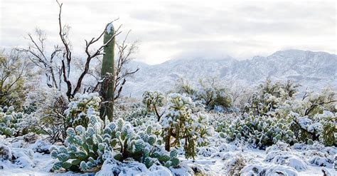 Snow In The Desert Is A Magical Thing Sonoran Desert Snow Winter