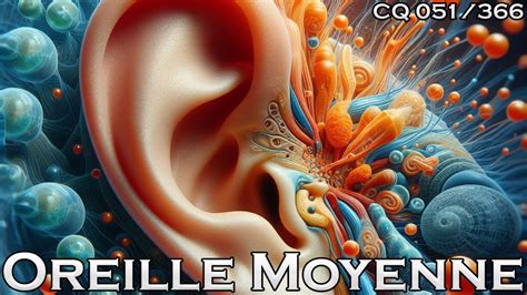 Anatomie De Loreille Moyenne Cq 051 Youtube