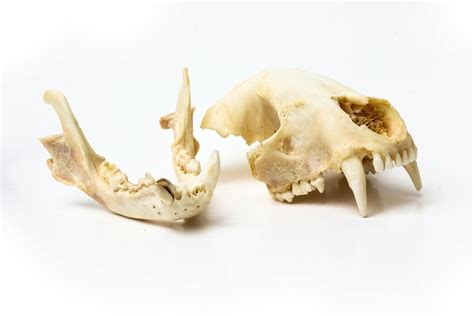 Complete Guide To Book Collection Conservation Techniques