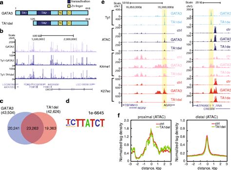 N Terminal Truncation Mutant Binds But Fails To Open Chromatin A